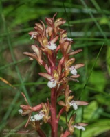 Discover Iona's Beach (Minnesota's pink beach also sings) - Exploration ...