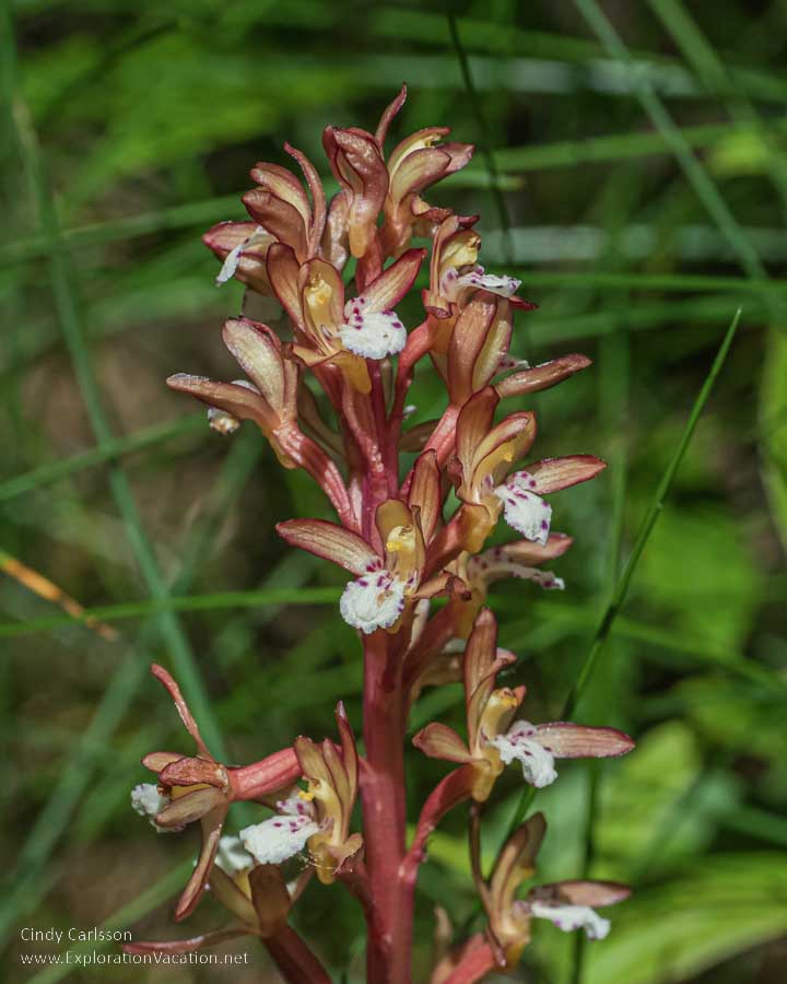 Discover Iona's Beach (Minnesota's pink beach also sings) - Exploration ...