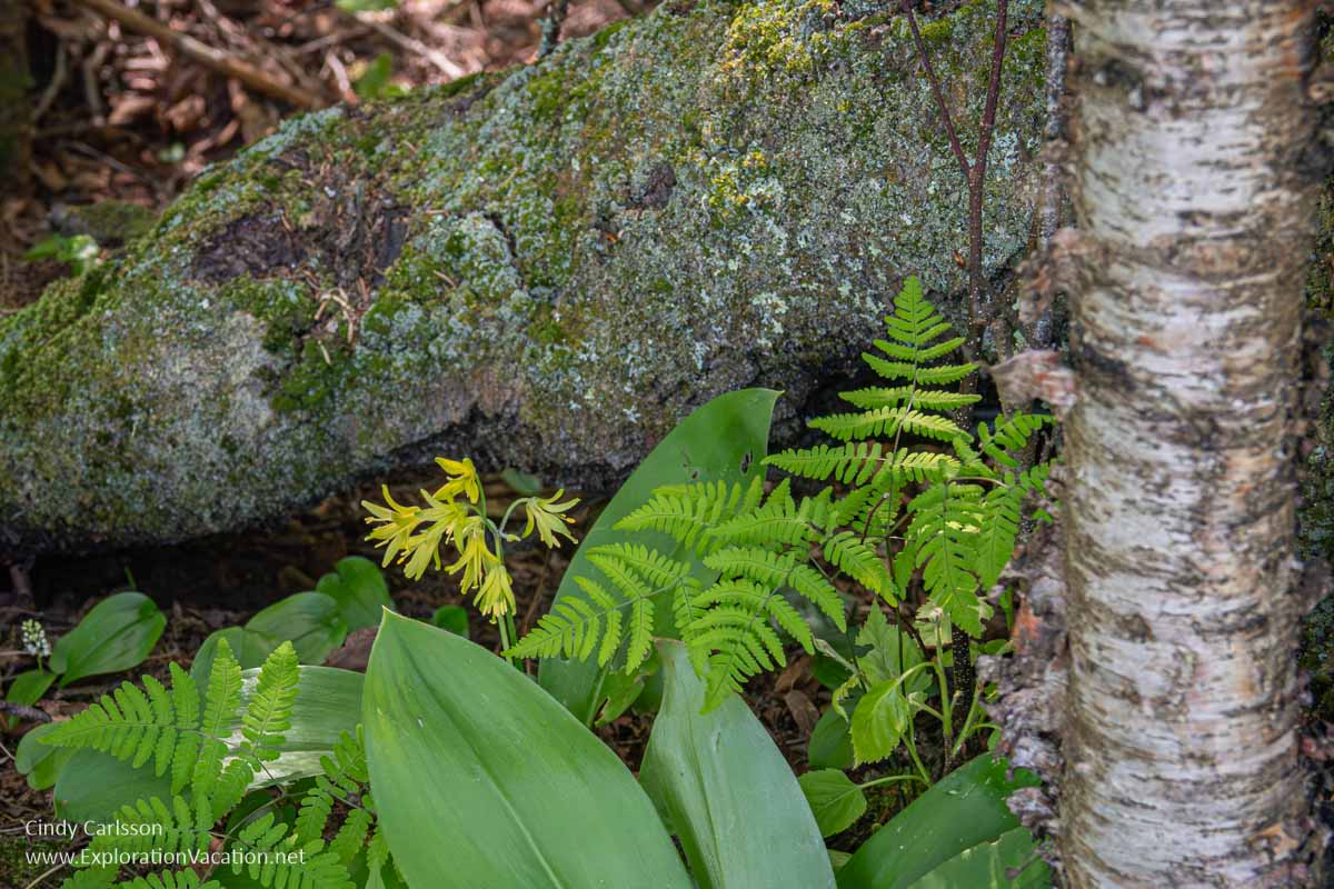 Visit Frog Bay for hiking and a Lake Superior beach - Exploration Vacation